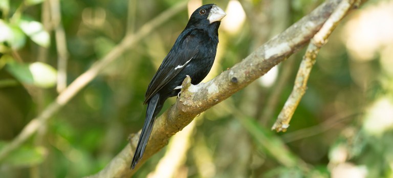 Comércio internacional de fauna e flora terá novidades a partir de ...